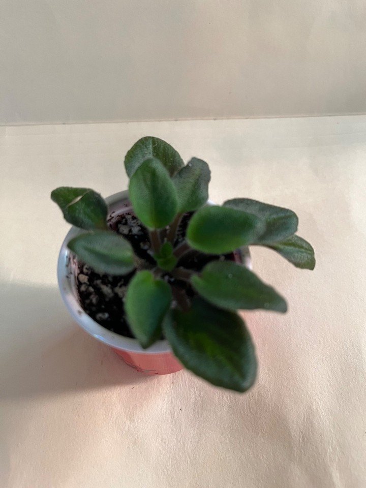 Imp's Blue Arsenic African Violet Plant, Wasp, Mini !! | eBay