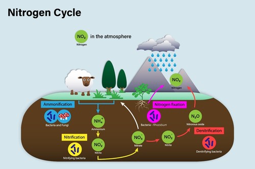 Diagram Of Nitrogen Cycle Limited Edition Premium Poster 91x61cm | eBay