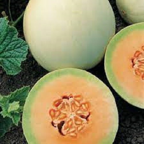 MELON HONEYDEW SEEDS Vegetable Seeds Honeydew Melon Seeds Vegetable ...