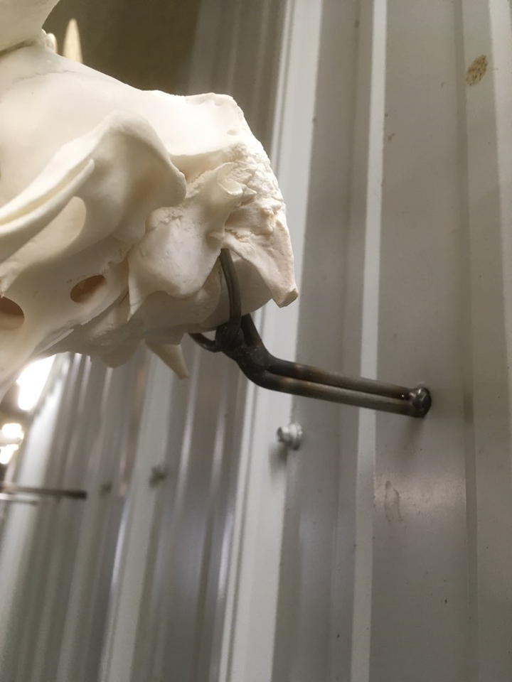 European Deer Skull Mounting Bracket | eBay