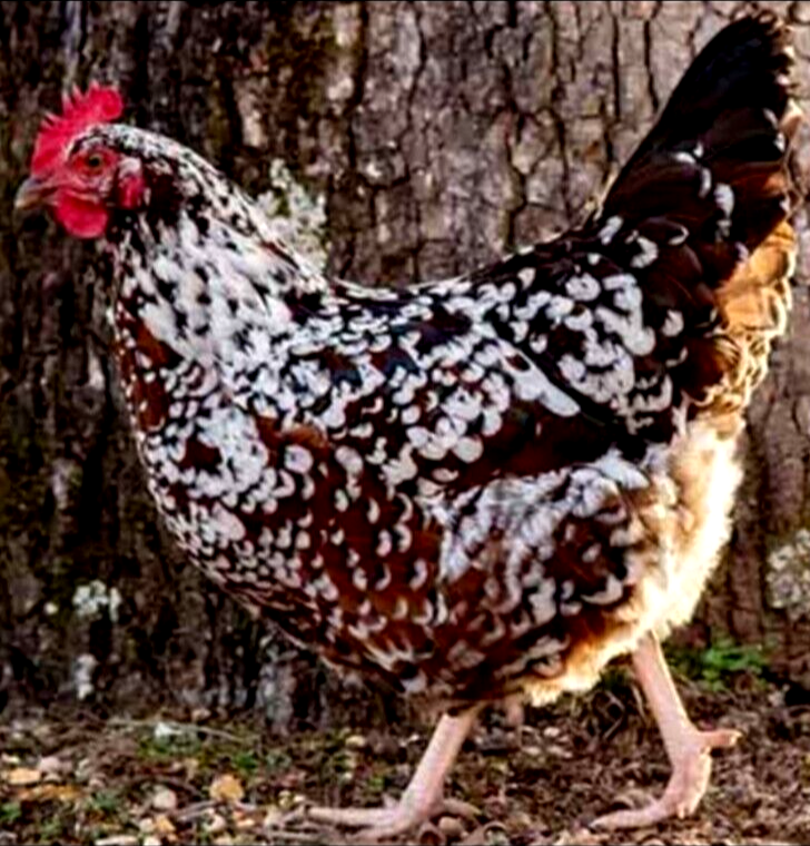 12 NPIP/AI Clean Speckled Sussex Chicken Hatching Eggs SHOW QUALITY ...