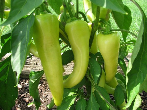 1 Pack 200 Banana Shape Pepper Seeds Chili Capsicum Seed Organic ...