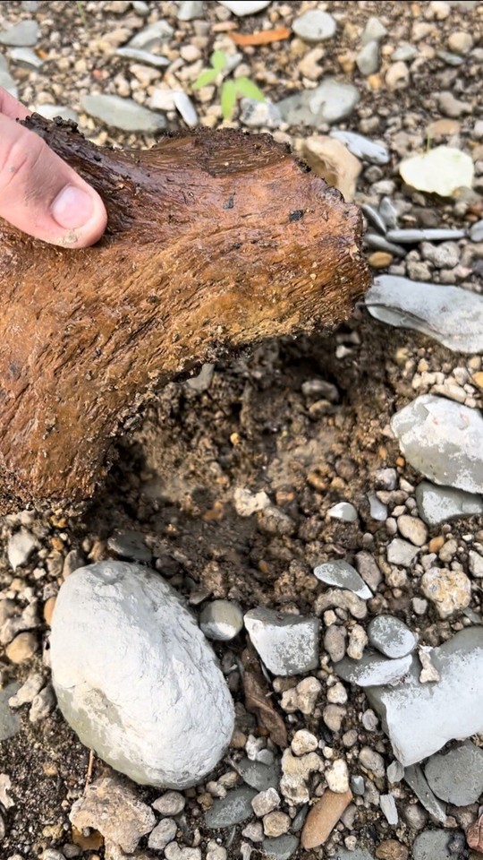 Giant Ground Sloth Fossil Humerus Bone Fragment North Mississippi | eBay
