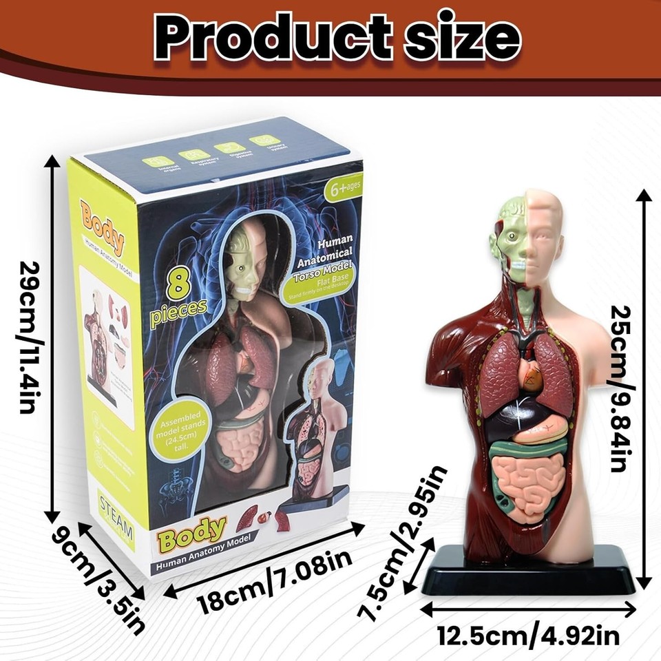 Human Body Assembly Torso Anatomy Model Educational Science Kit for ...