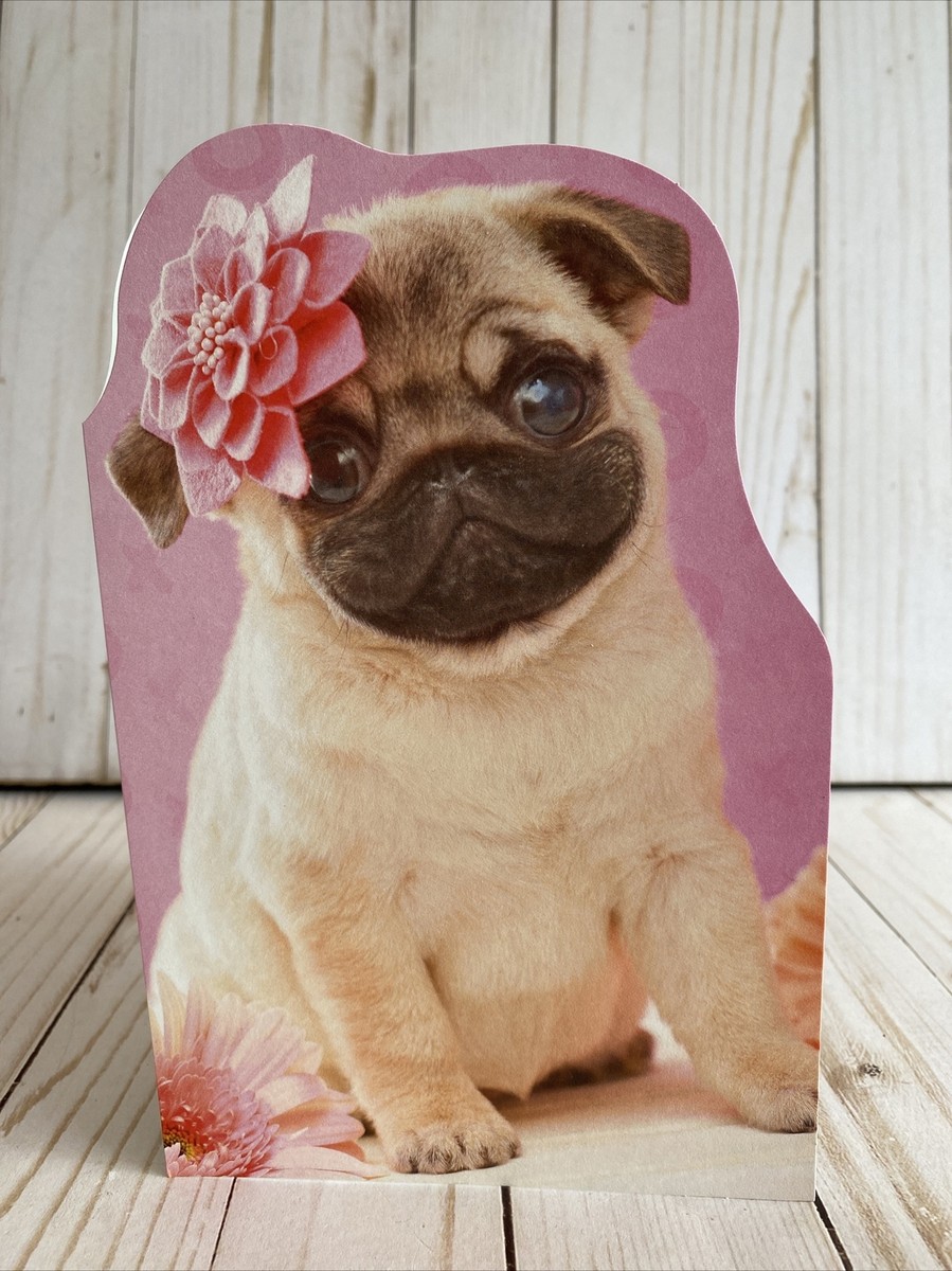 Pin Cute Pug Puppy Valentine's Day Adorable Pug Puppy In Pajamas