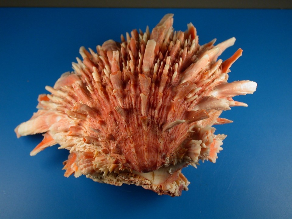 Spondylus princeps, Great Sculpture and Color, Huge 162mm, Mexico Shell ...