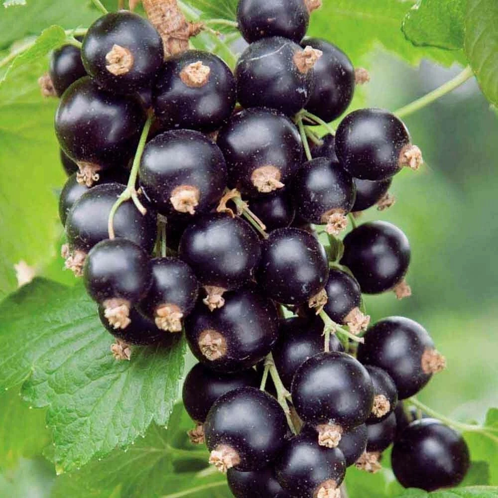 Black Currant Bush