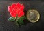LANCASHIRE RED ROSE LABOUR PARTY ENAMEL PIN BADGE GIFT (PB17) BIGGER ...