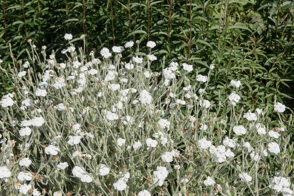 50 WHITE LYCHNIS Coronaria Alba (White Rose Campion / Evening Lychnis ...