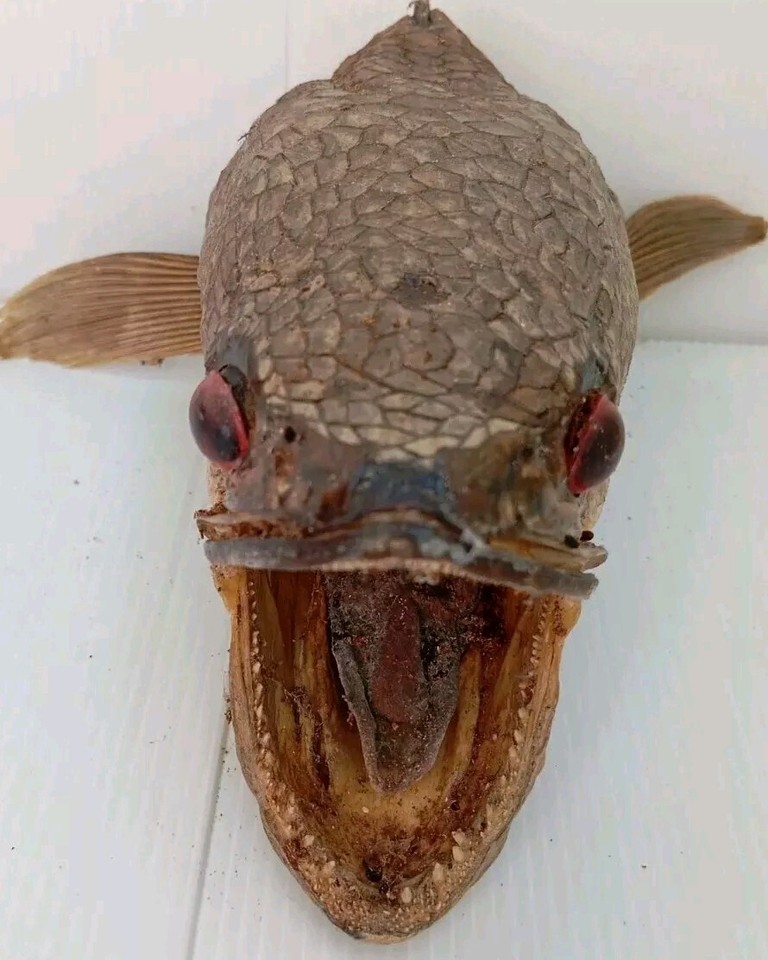 Real Genuine Giant Snakehead Fish Skull Taxidermy Mount Tooth Skeleton ...