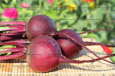12 x Beetroot Detroit Dark Red Plug Plants | eBay UK