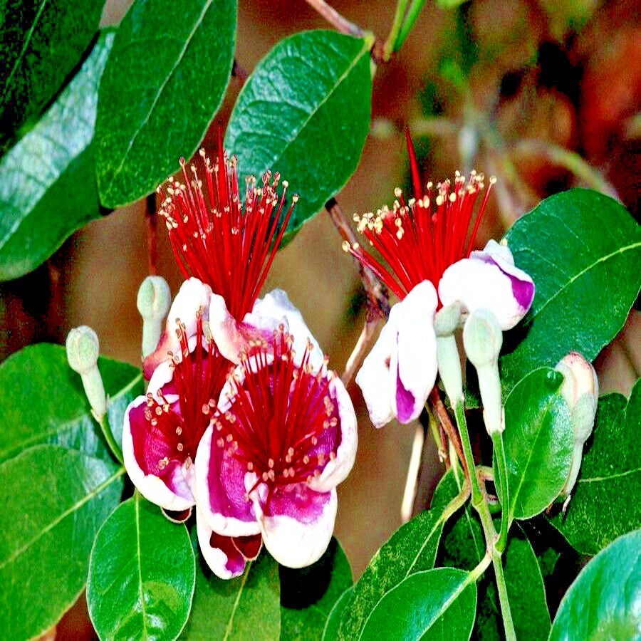 20 PINEAPPLE GUAVA TREE SEEDS "Brazilian Fig Guava Fruit" Tropical ...