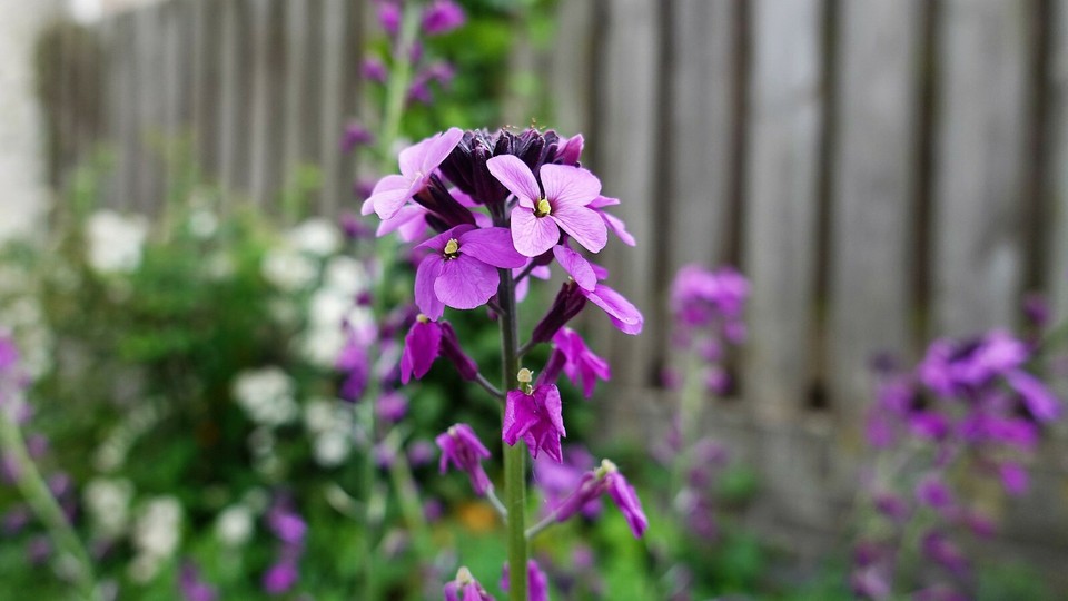 500 MIXED COLORS EVENING SCENTED STOCK Matthiola Bicornis Flower Seeds ...