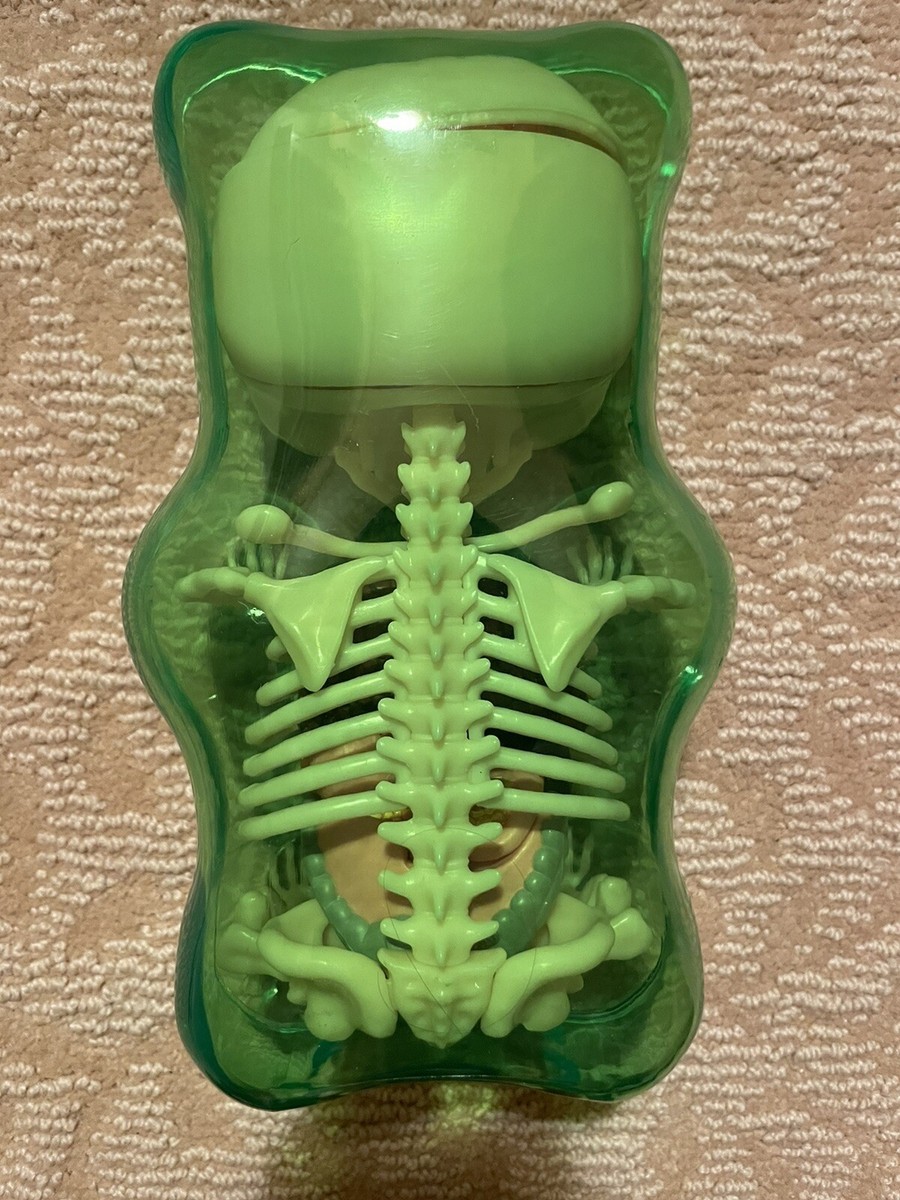 Gummy Bear Anatomy Model 4D Master Baby Gummi Bear Skeleton Model Kit