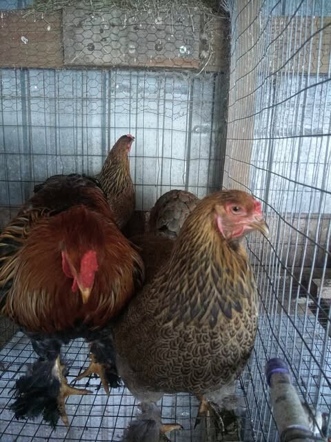 Blue Partridge Brahma Hatching. Show Quality. These are THE BIG BIRDS ...