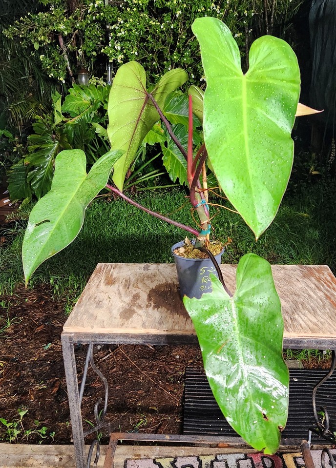 Philodendron erubescens Red Blushing Plant in 5" Pot 19" Tall 28" Wide ...