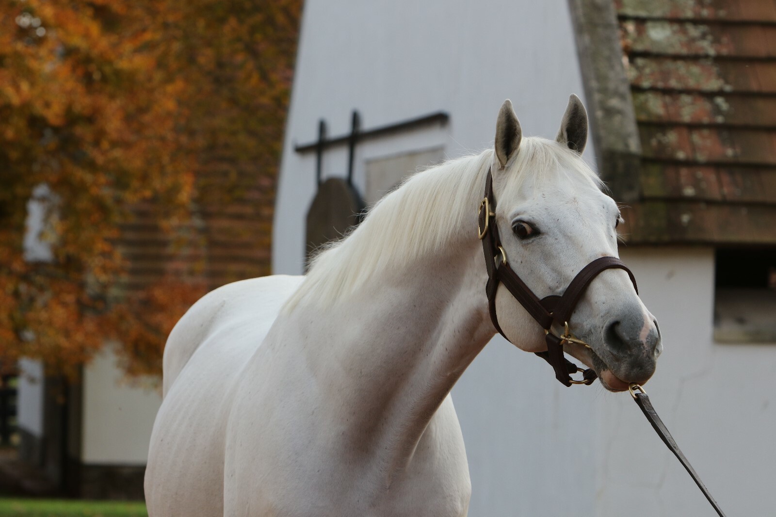 COLOR PHOTO - Stallion- Gainesway Farm- LEADING SIRE TAPIT side ...