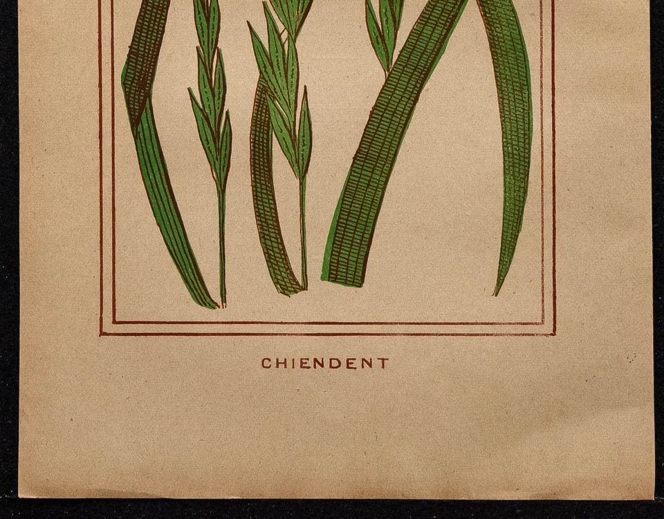 1886 - Couchgrass - Botanical - Medicinal plant in color - Flowers ...
