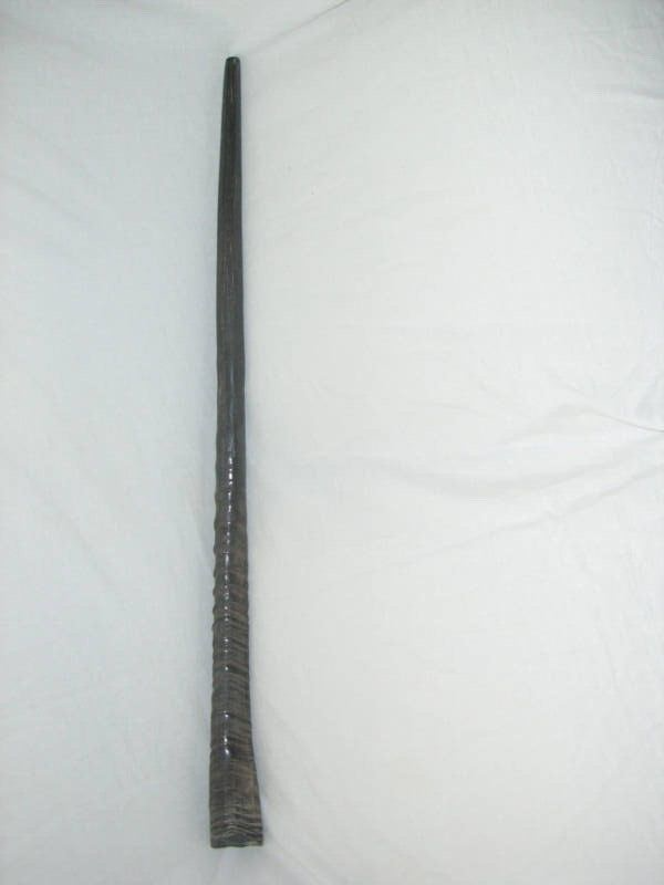 Shofar Gemsbok Horn Oryx Size 24" (60cm) Music New From Israel Free ...