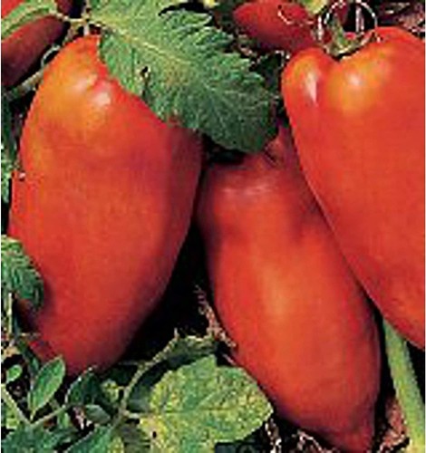 Super Italian Paste Tomato Seeds (25+ Seeds)(More Heirloom, Organic ...