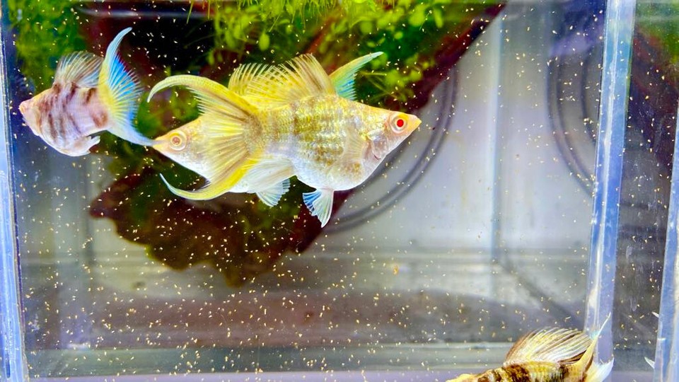 MOLLY ABINO ZEBRA GILITTER LYRETAIL BREEDING LIVE FISH USA HIGH QUALITY ...