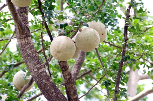 Wood apple tree seeds elephant apple 20 seeds growing plantation ...