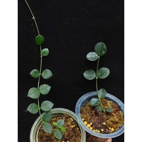 HOYA MINI SP PAPUA || Wholesale Buy More get Cheaper Price || Fast ...