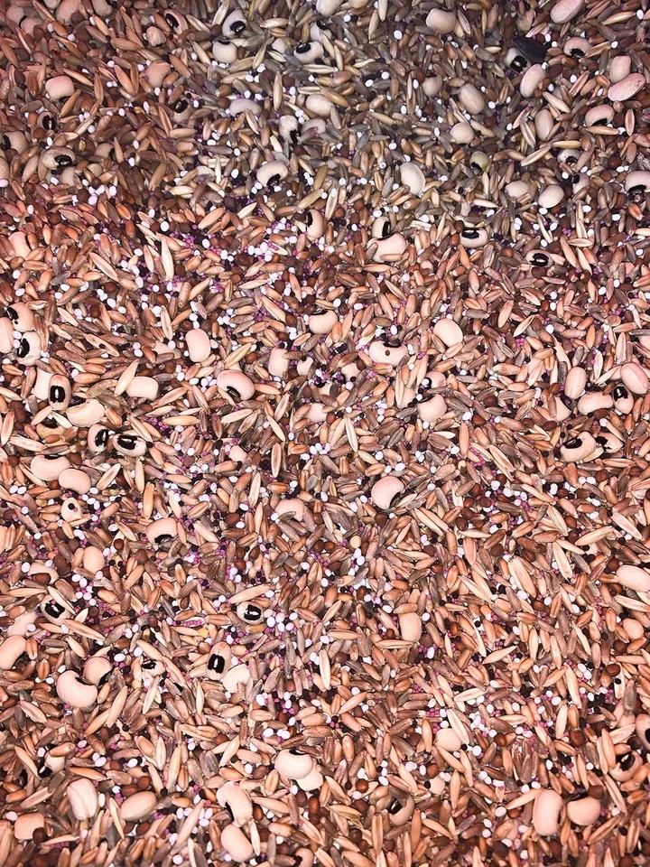 No-Till Cover Crop 10 Seed Mix - Winter Rye, White Clover, Austrian ...