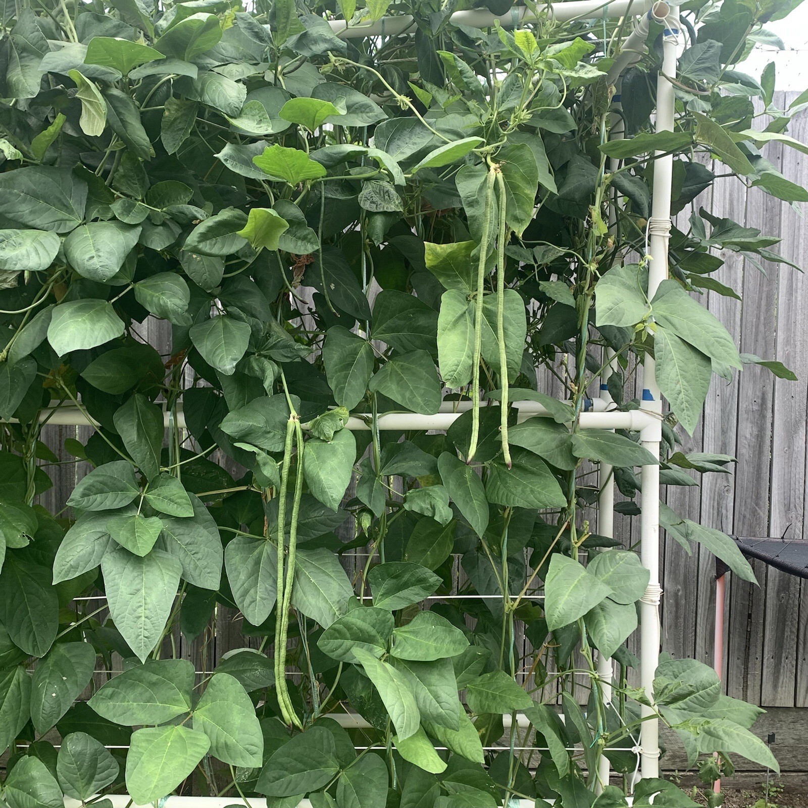 Snake Bean - Asian Long Bean Seeds - (12 seeds) Organically grown ...