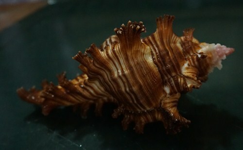 Chicoreus Palmarosae 97 mm F+++/GEM w/opercolum NICE collectible ...