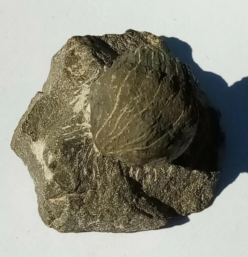 Genuine Phacops TRILOBITE FOSSIL Phacopida Species Matrix Devonian Nice ...