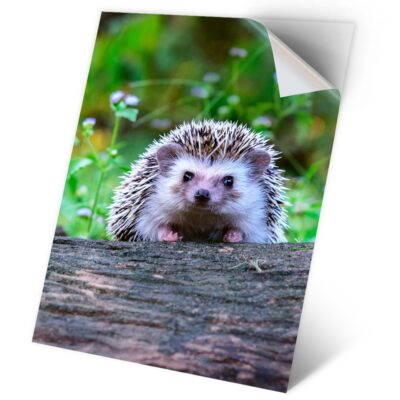 1 x Vinyl Sticker A2 - Cute Cheeky Hedgehog Garden #14322 | eBay UK