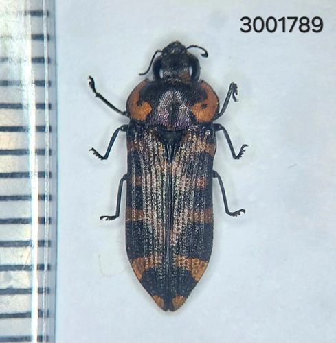 Buprestidae sp. A1 RARE #1789 NORTH THAILAND | eBay