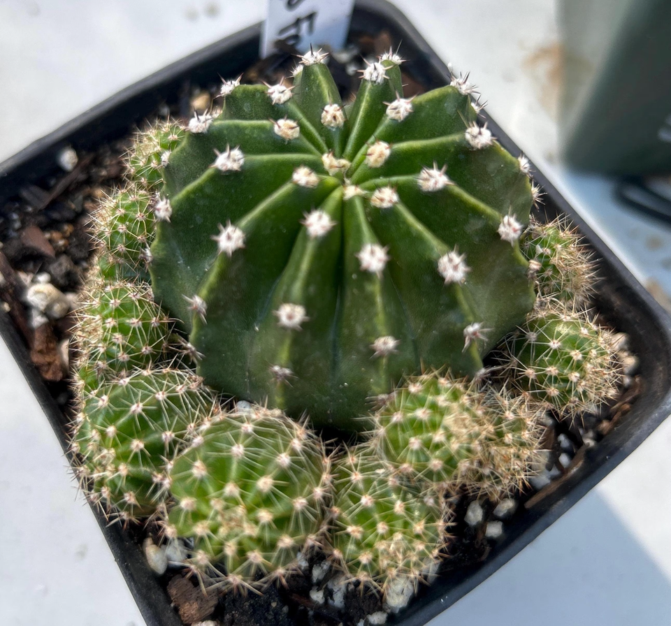 CLUMP,Echinopsis,Hybrid,GILLYS FAVORITE,Profuse,Blooming,Cactus,Plant ...