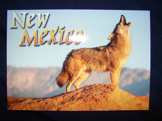 Mexican Wolf Howling