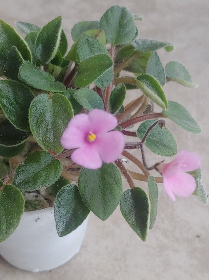 African Violet Plant -- Dainty Dynamo ~ mini trailer ~ | eBay