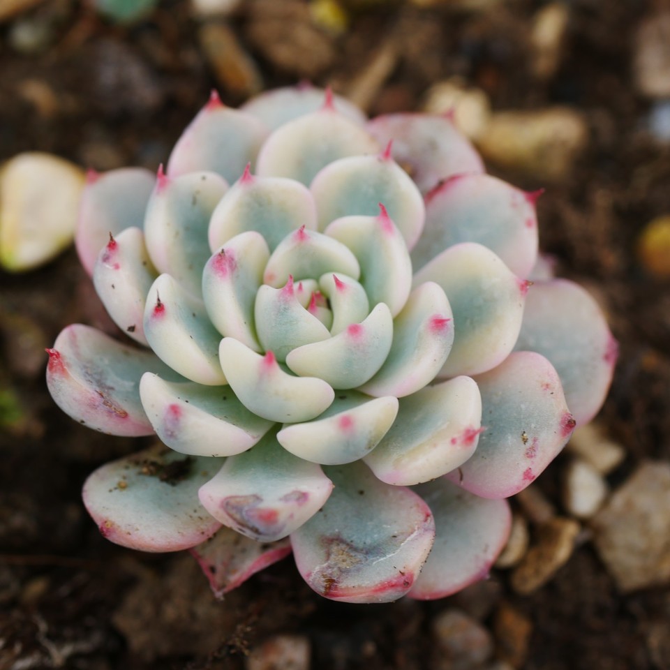 Echeveria Minima Variegated 3cm Plant - Varigated Rare Succulent | eBay UK