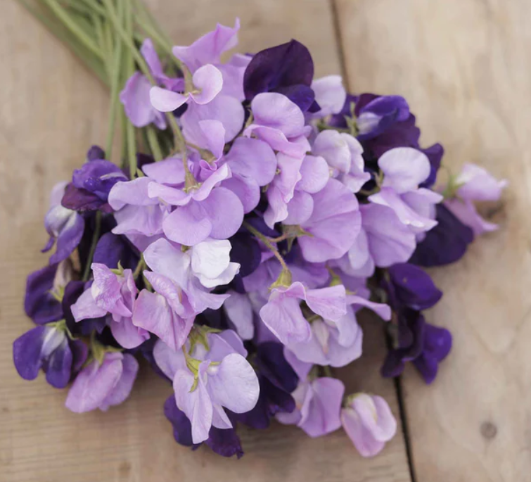 Sweet Pea PURPLE MIX Fragrant Climbing Vine Purple Flowers Non-GMO 15 ...