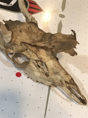 Deer Skull Taxidermy Mummified Devil Horn Spikes | eBay