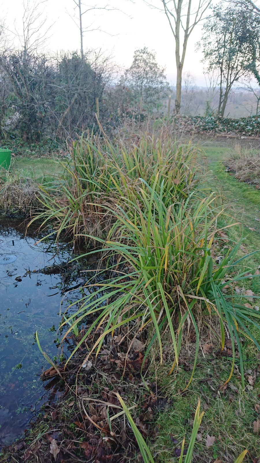 CAREX PENDULA - UK NATIVE pond marginal - WEEPING SEDGE GRASS - Bare ...
