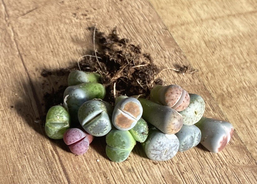 7 x Mixed Lithops 'Living Stones' | Pebble Plant | Succulent ...