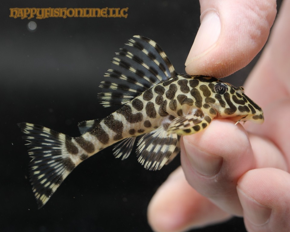 BREEDING PAIR OF L134 LEOPARD FROG PLECOS! FAT YOUNG ADULTS! CB LIVE ...