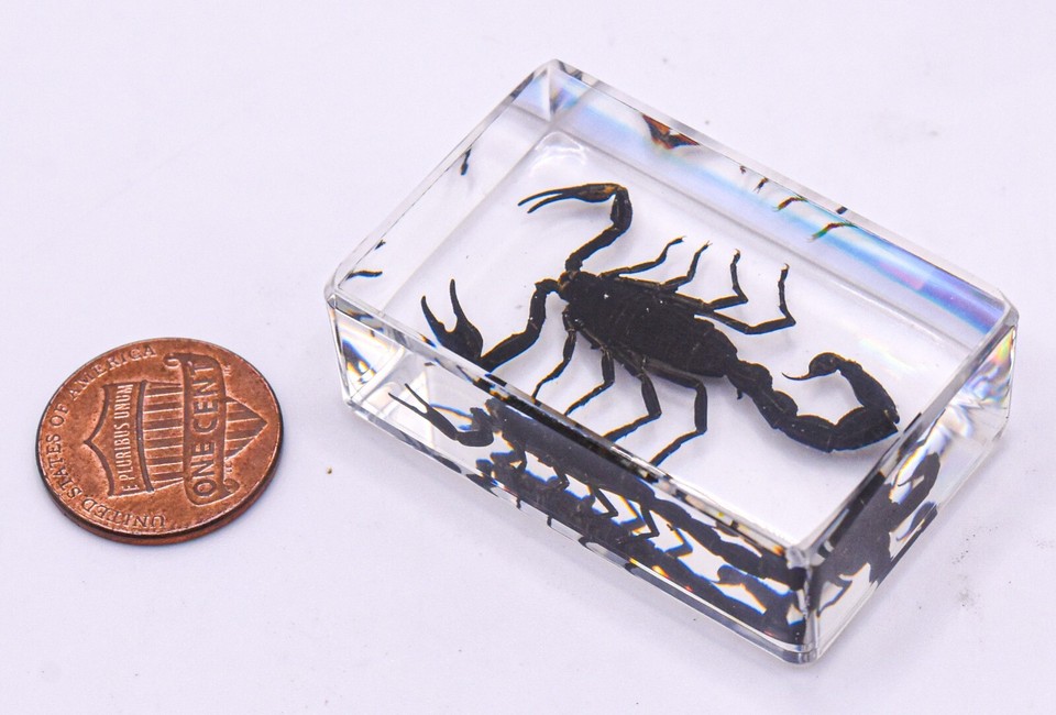 Real 44mm Black Scorpion in Clear Lucite Resin Science Education ...