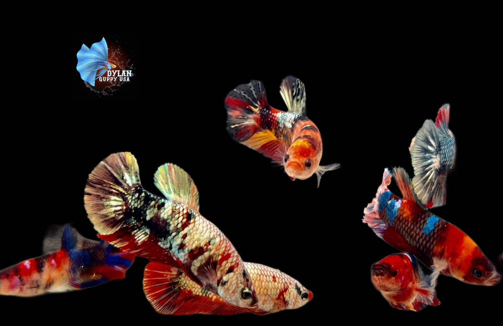 1X Female Live Betta Fish High Quality Koi Multiple Galaxy Color ...