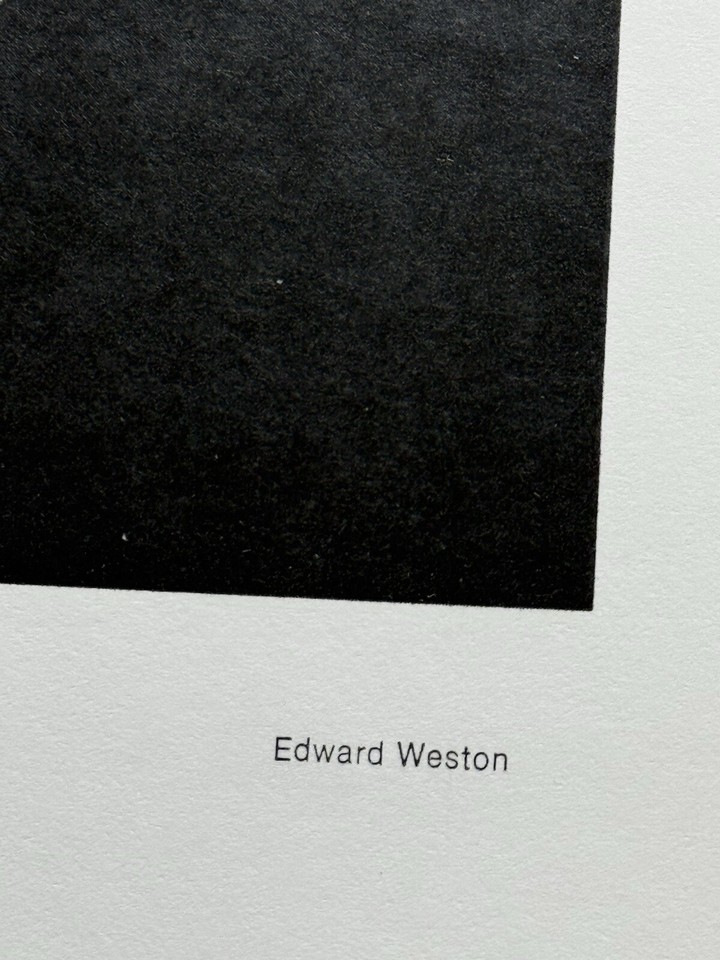 RARE! Vintage EDWARD WESTON Shell 1927 Muschel, Photo Gravure 1971, Art ...