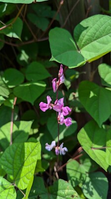 10 Purple Hyacinth Bean Ruby Moon Seeds Ornamental Flowers Edible Pods ...