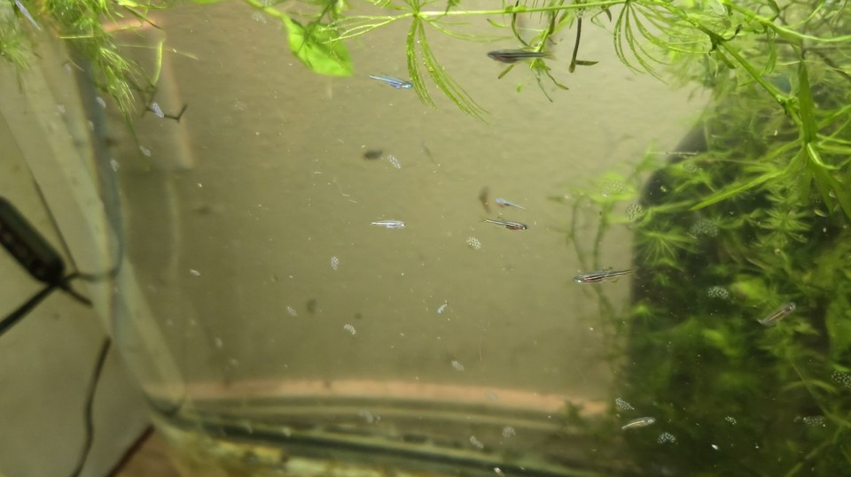 Zebra Danio Fry Live X10 Live Freshwater Aquarium Fish | eBay