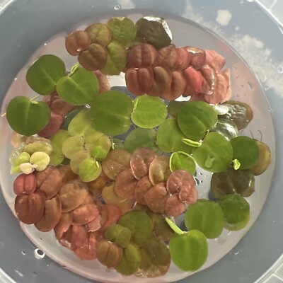 60+ Red Leaf Root Floaters, Live Aquarium Floating Plant 🌱 | eBay