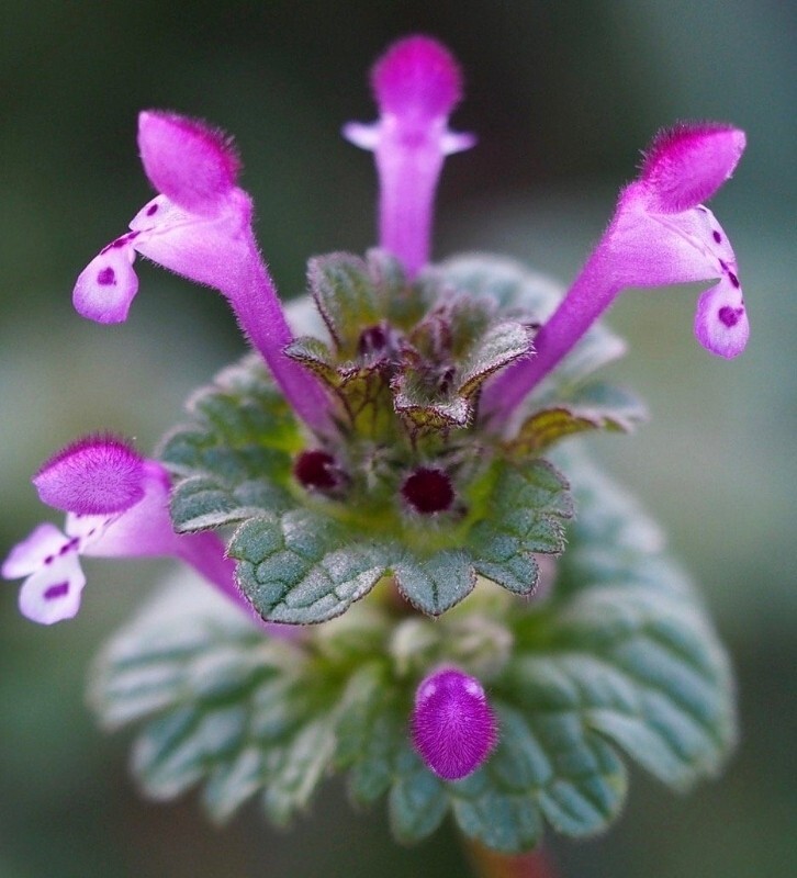 50++ Henbit Herb SEEDS (Lamium amplexicaule) Medicinal Organic 03/2025 ...