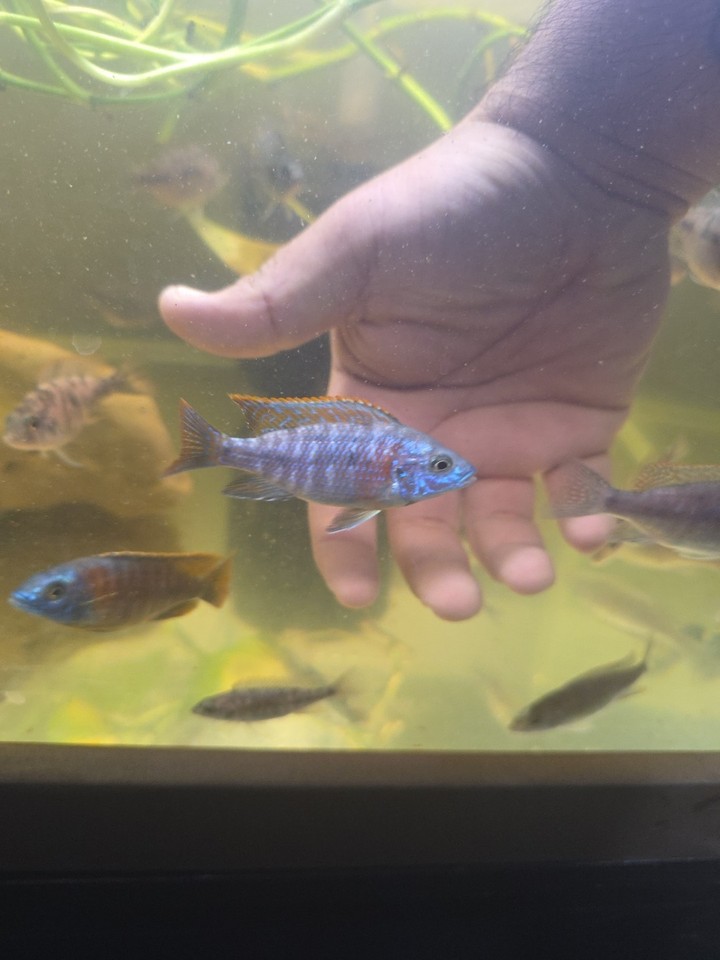 African Cichlids Hybrid Mix Of OB Peacock & Apache Cichlid | eBay